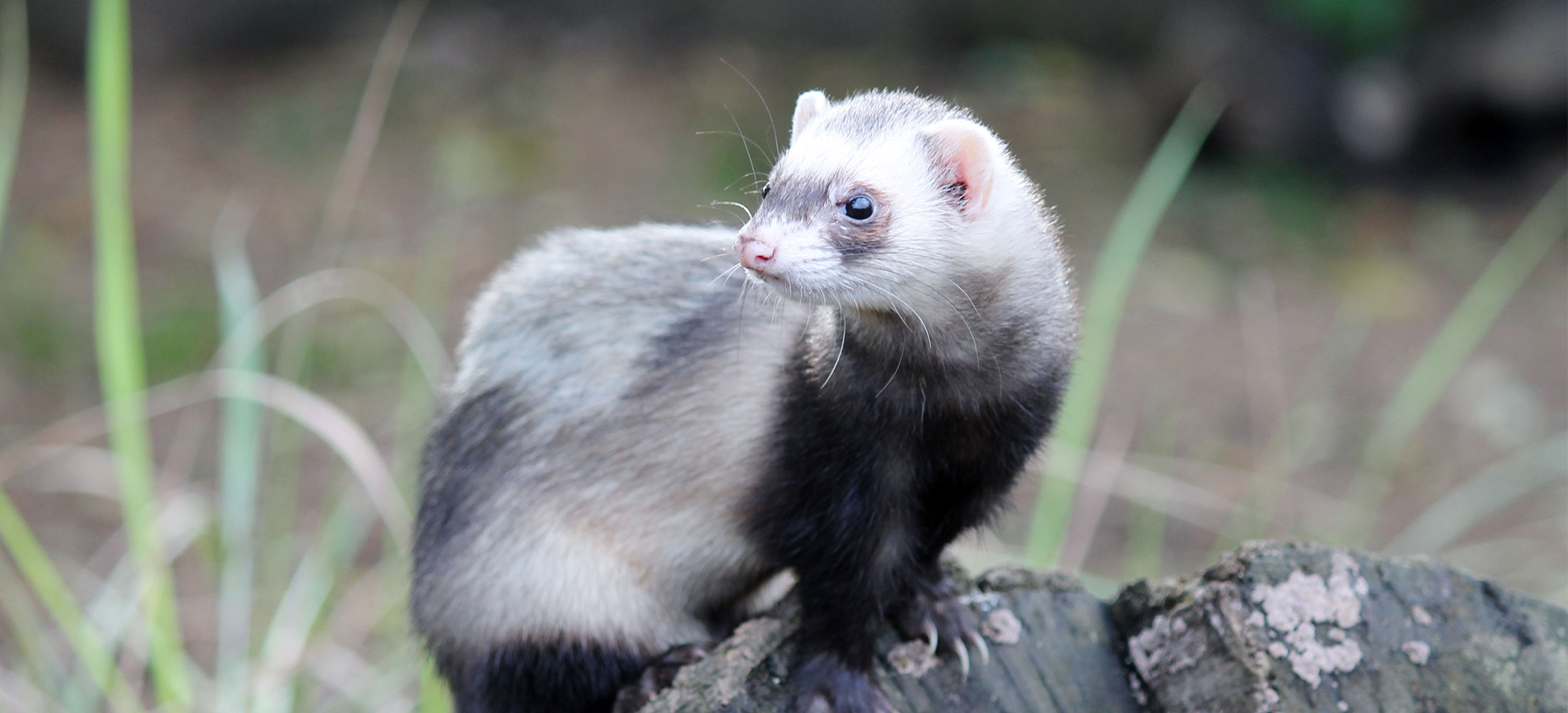 Ferret Veterinarian in Erie, PA - Glenwood Pet Hospital