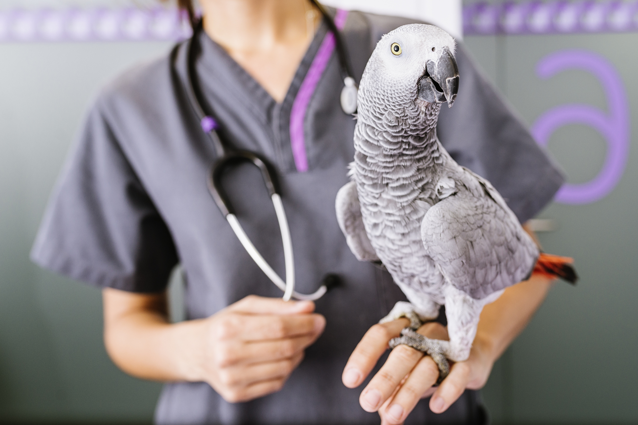 Exotic Pet Care: What You Need to Know - Glenwood Pet Hospital